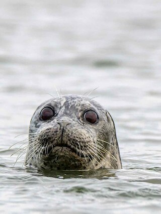 Seal Facts | Mammals | BBC Earth | BBC Earth