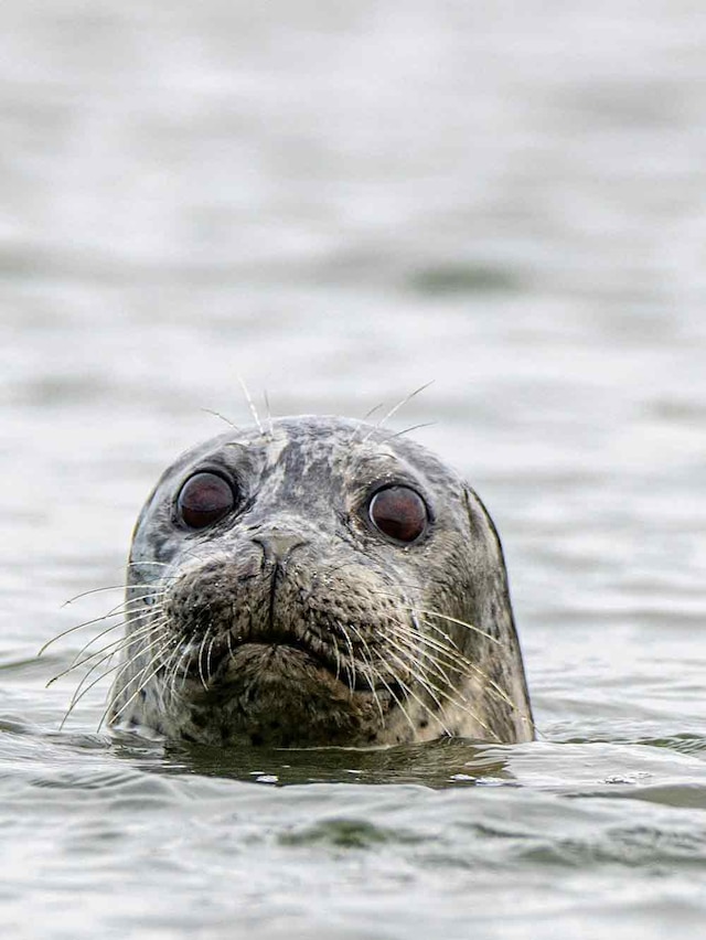 Seal Facts | Mammals | BBC Earth | BBC Earth