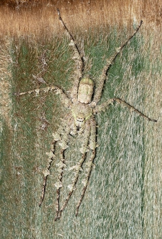 Huntsman spider | Insects & Arachnids | BBC Earth | BBC Earth