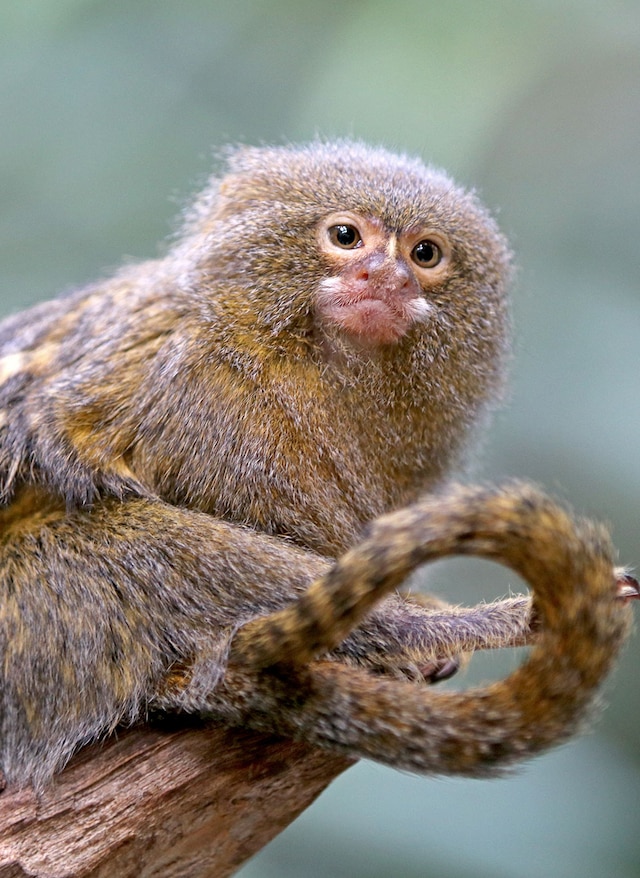 Monkey facts | Mammals | BBC Earth | BBC Earth