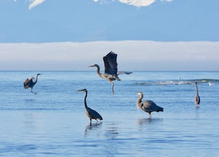 Herons | Birds | BBC Earth