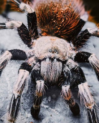 Tarantula facts | Insects & Arachnids | BBC Earth