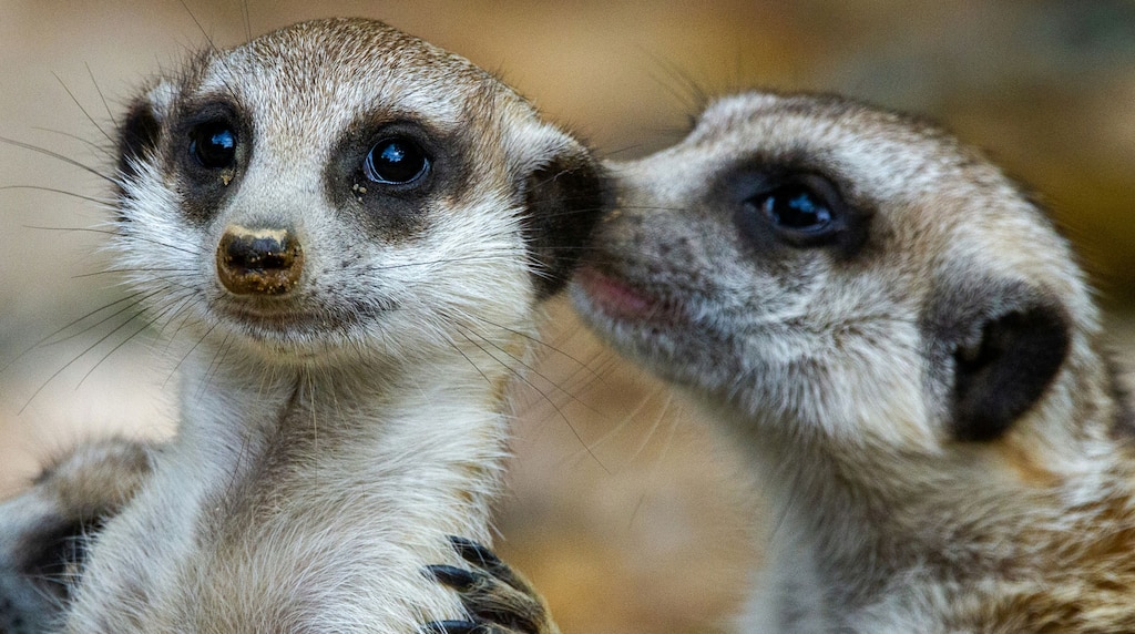 Meerkat Facts | Mammals | BBC Earth