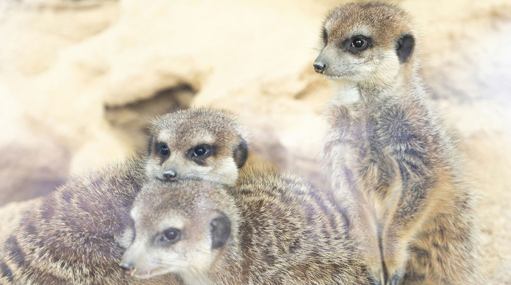 Meerkat Facts | Mammals | BBC Earth