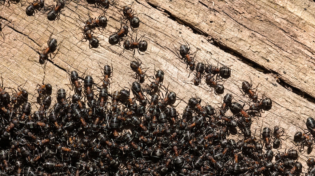 Ant Facts | Insects & Arachnids | BBC Earth