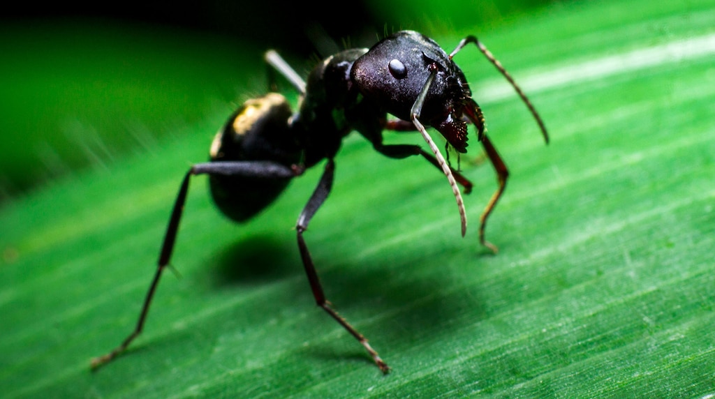 Ant Facts | Insects & Arachnids | BBC Earth