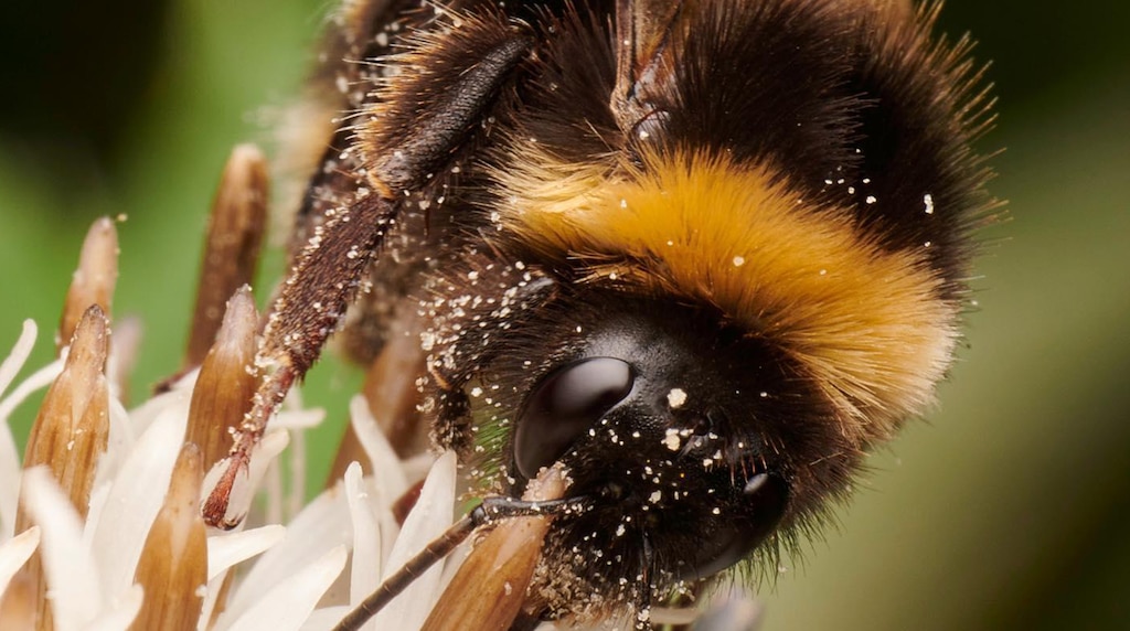 Bee Facts | Insects & Arachnids | BBC Earth
