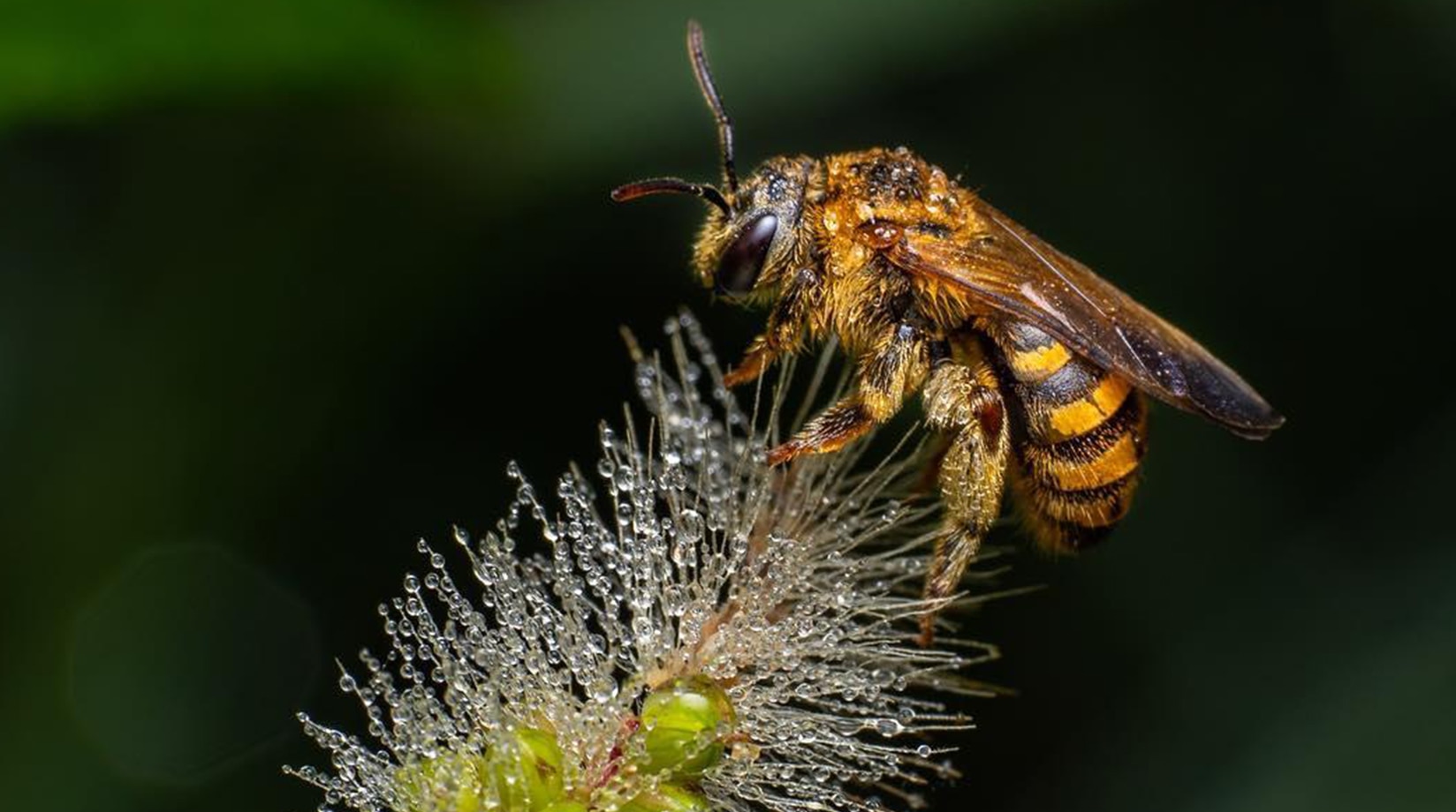 Bee Facts | Insects & Arachnids | BBC Earth