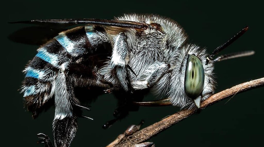 Bee Facts | Insects & Arachnids | BBC Earth