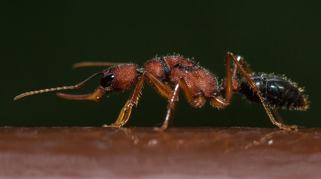 Ant Facts | Insects & Arachnids | BBC Earth