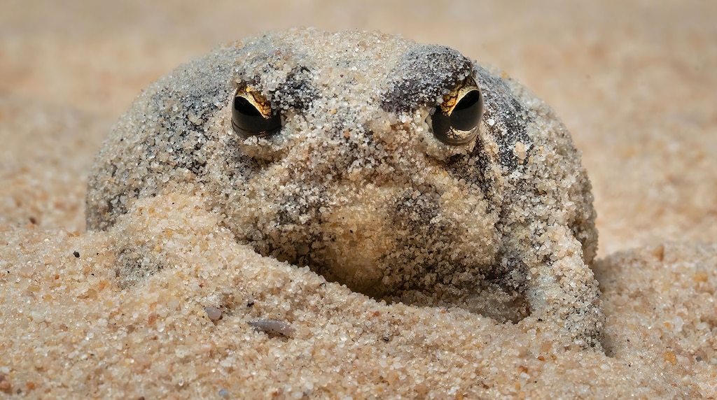 Frog Facts | Amphibians & Reptiles | BBC Earth