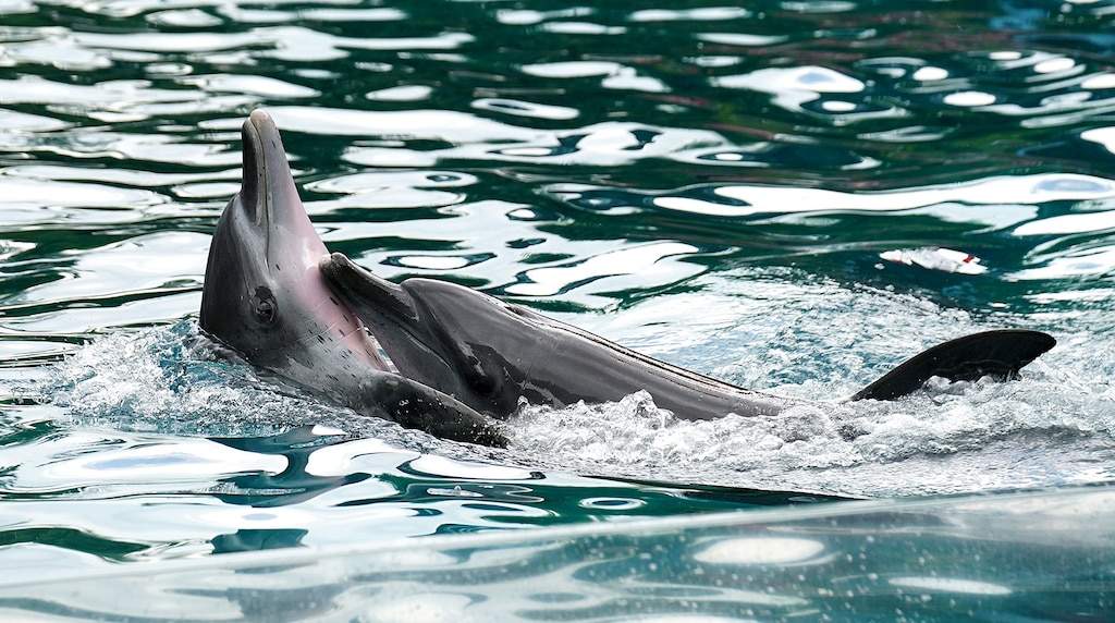 Dolphin Facts | Mammals | BBC Earth