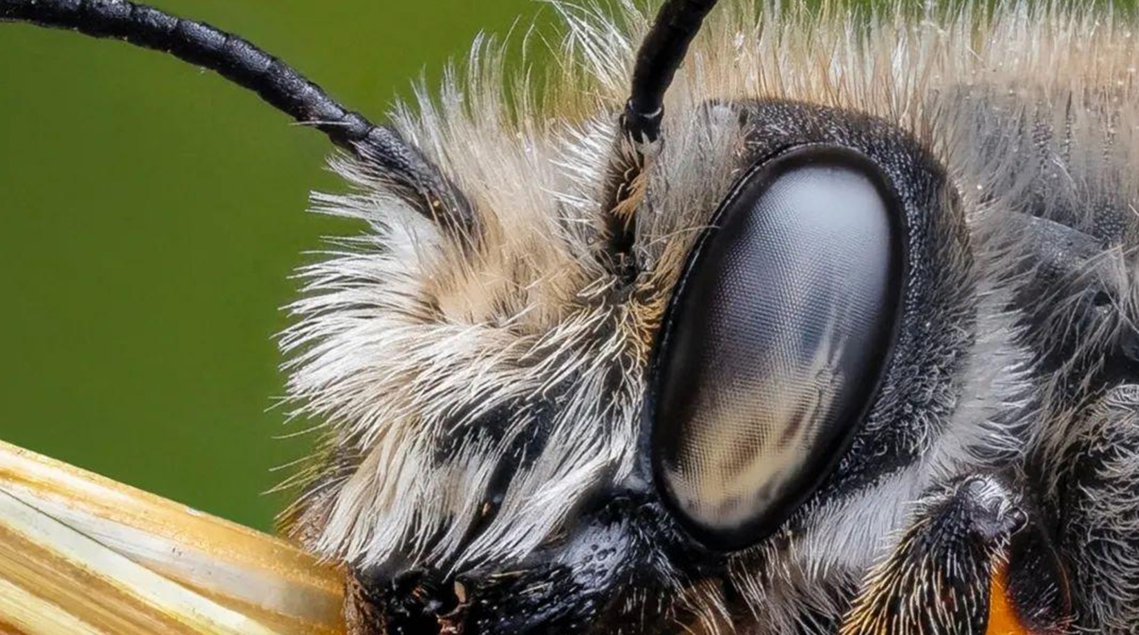 Bee Facts | Insects & Arachnids | BBC Earth