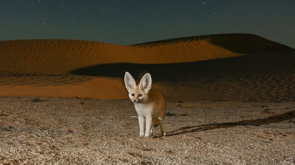 Fox Facts | Mammals | BBC Earth