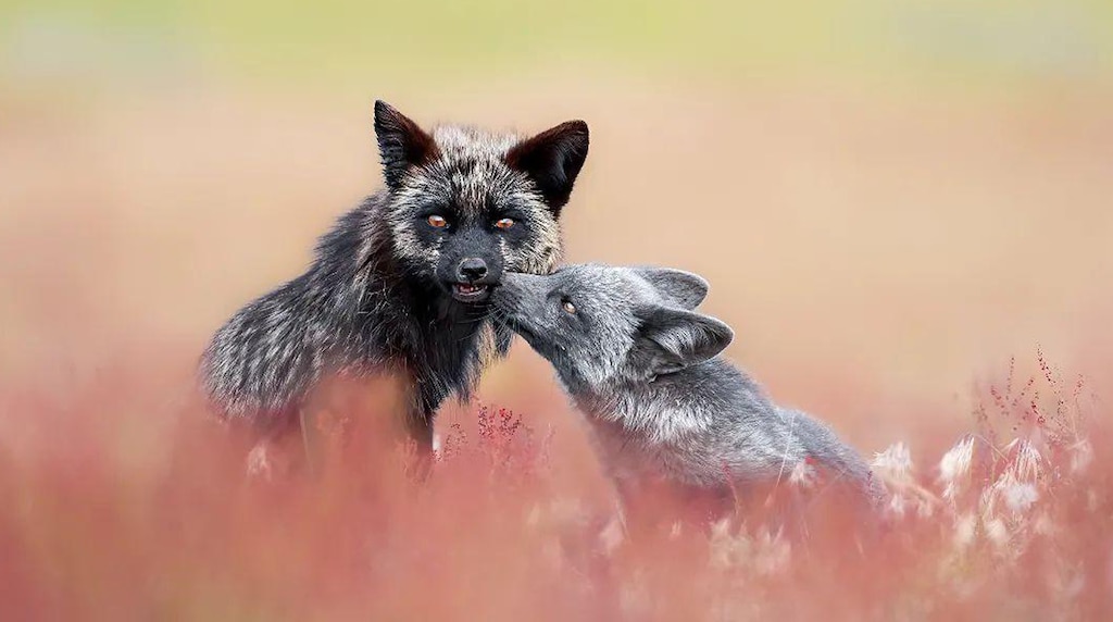 Fox Facts | Mammals | BBC Earth