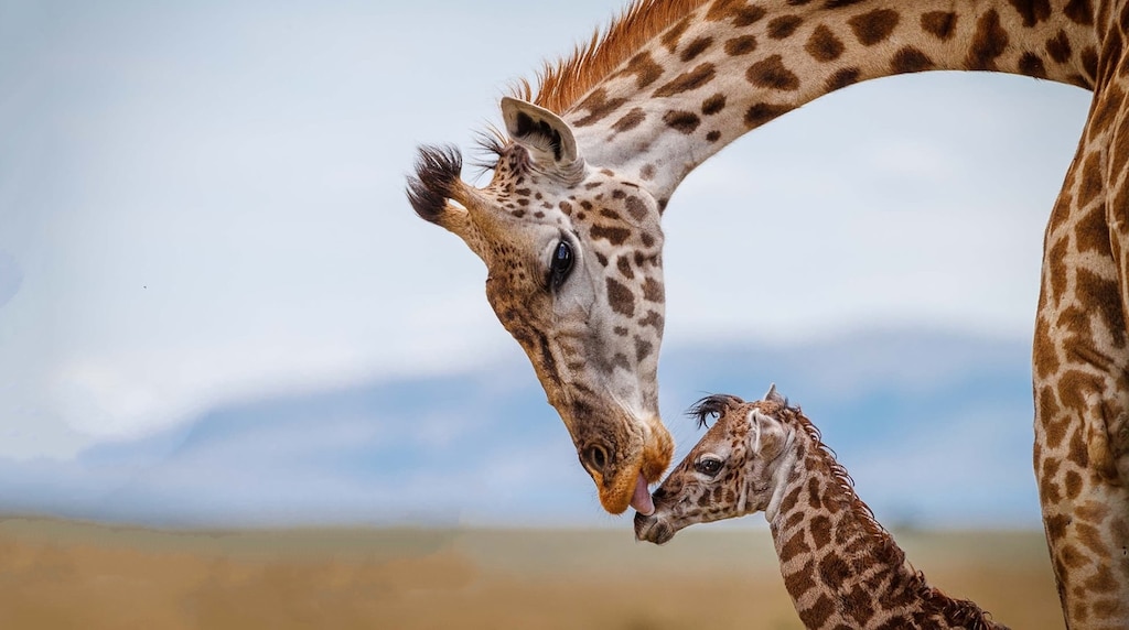 Giraffe Facts | Mammals | BBC Earth | BBC Earth