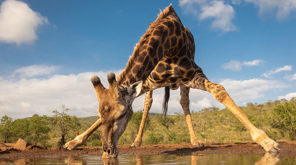 Giraffe Facts | Mammals | BBC Earth