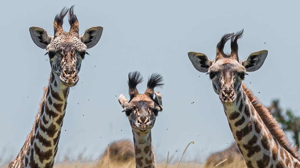 Giraffe Facts | Mammals | BBC Earth