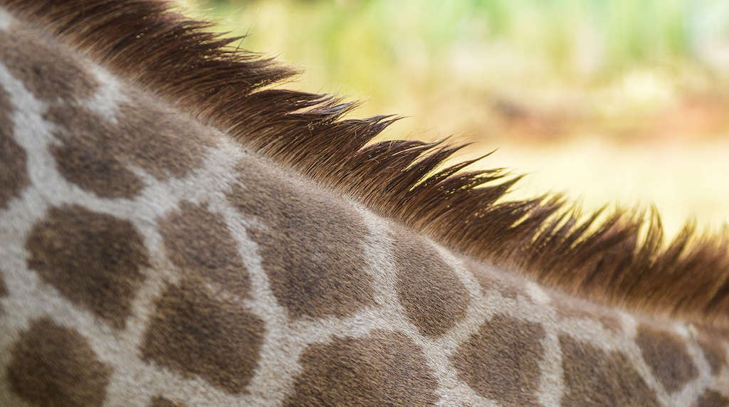 Giraffe Facts | Mammals | BBC Earth