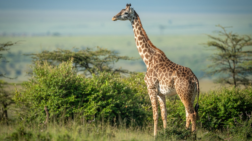 Giraffe Facts | Mammals | BBC Earth
