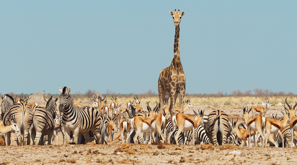 Giraffe Facts | Mammals | BBC Earth