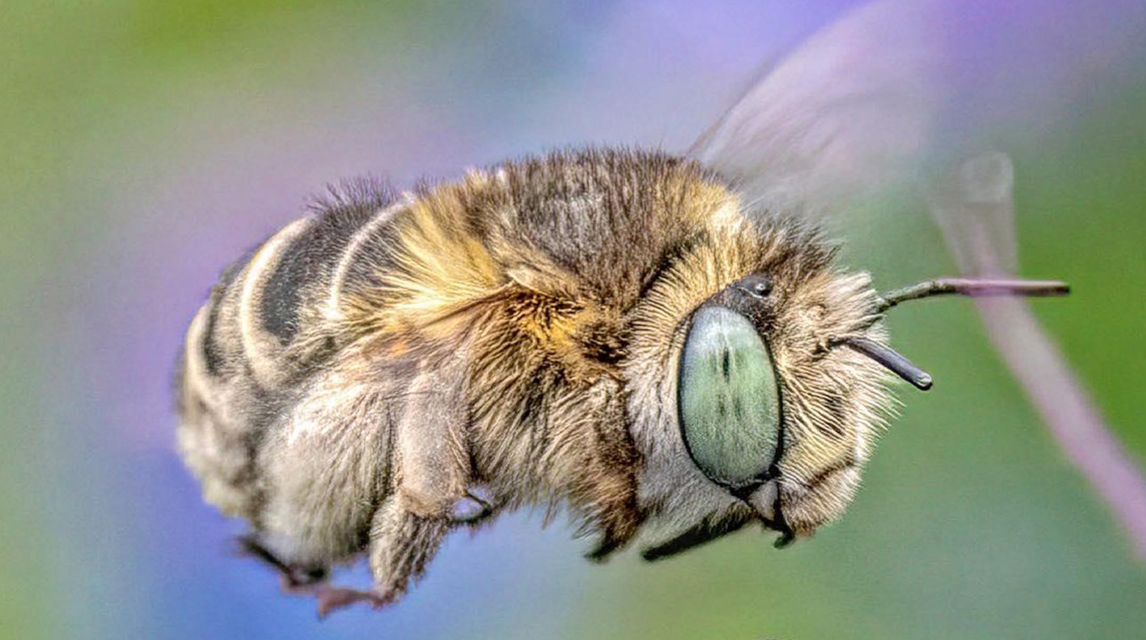 Bee Facts | Insects & Arachnids | BBC Earth