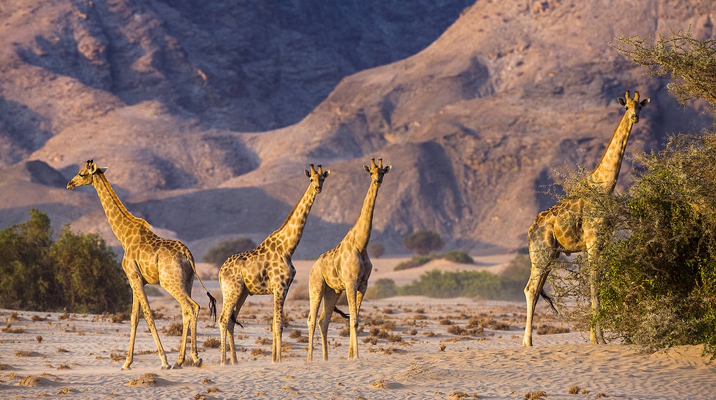 Giraffe Facts | Mammals | BBC Earth