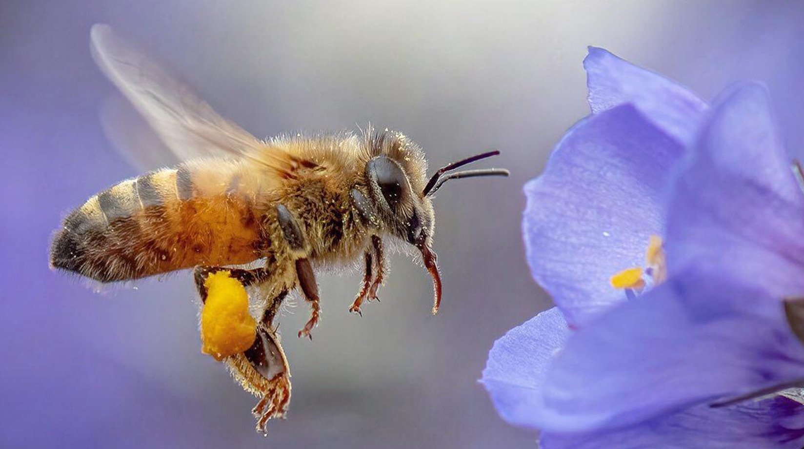 Bee Facts | Insects & Arachnids | BBC Earth