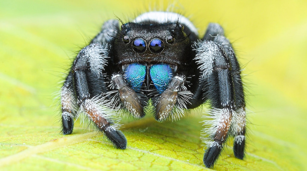 Spider facts | Insects & Arachnids | BBC Earth