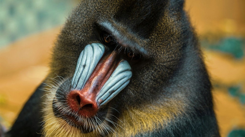 Monkey facts | Mammals | BBC Earth