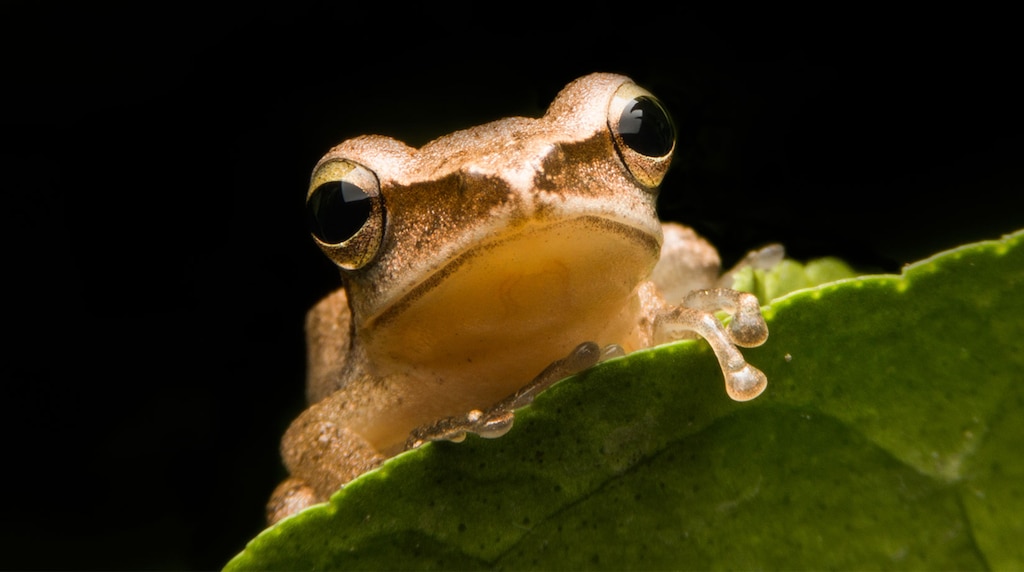 Frog Facts | Amphibians & Reptiles | BBC Earth