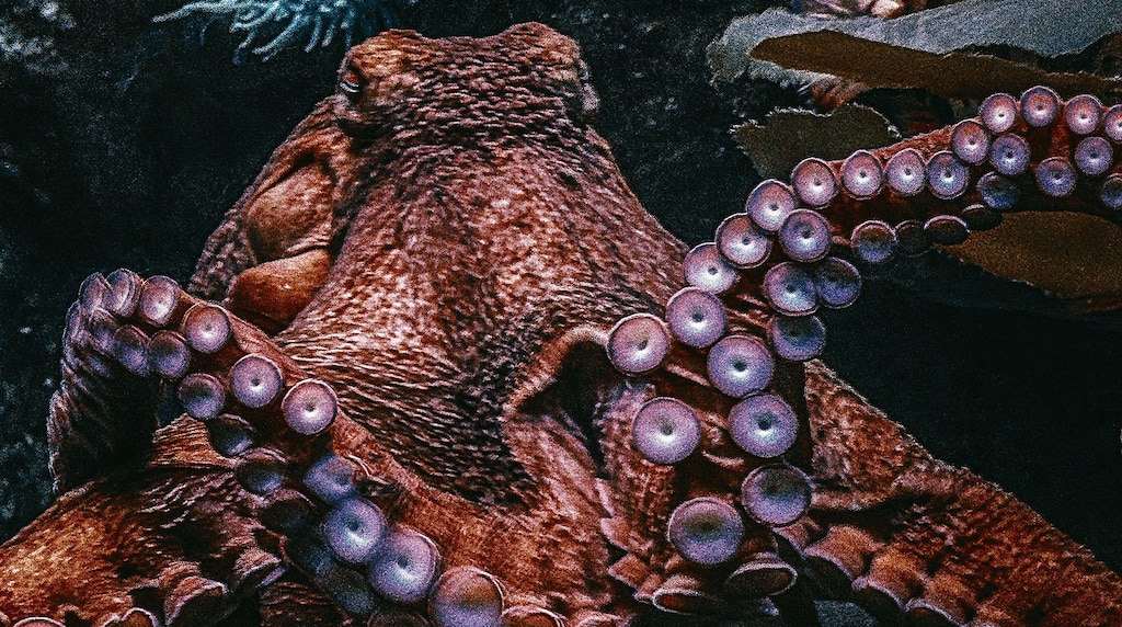 Octopus facts | Molluscs | BBC Earth