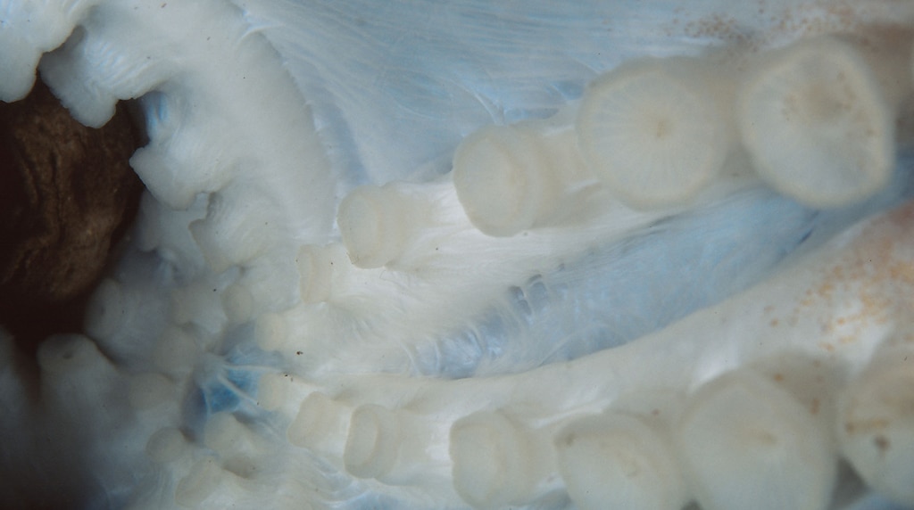 Octopus facts | Molluscs | BBC Earth