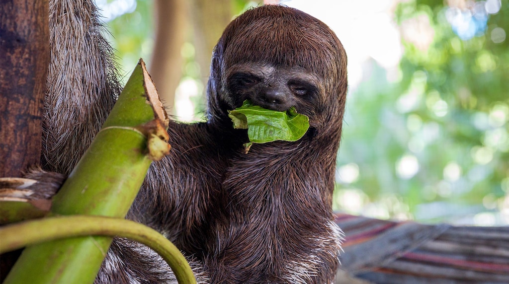 Sloth facts | Mammals | BBC Earth