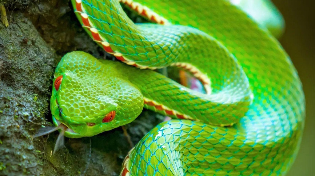 Snake facts | Amphibians & Reptiles | BBC Earth