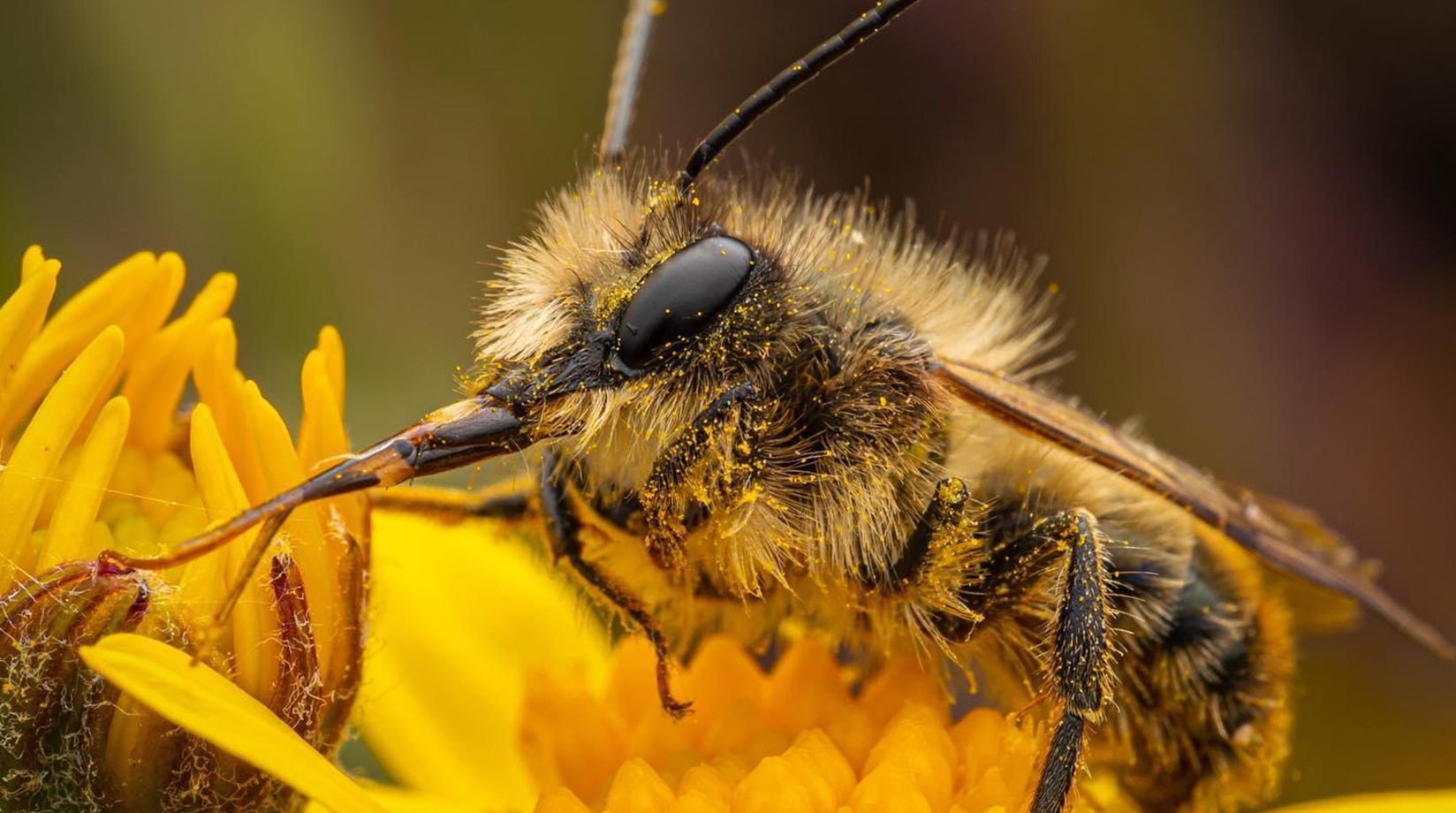 Bee Facts | Insects & Arachnids | BBC Earth