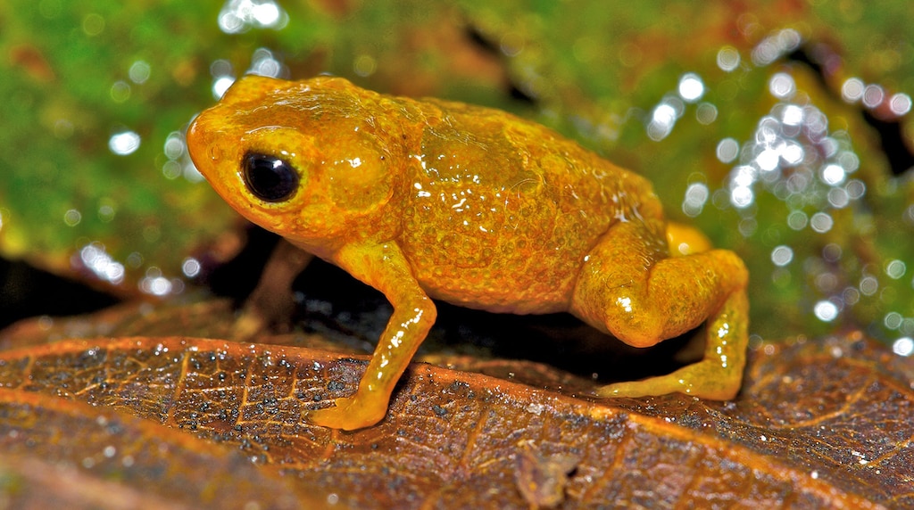 Frog Facts | Amphibians & Reptiles | BBC Earth