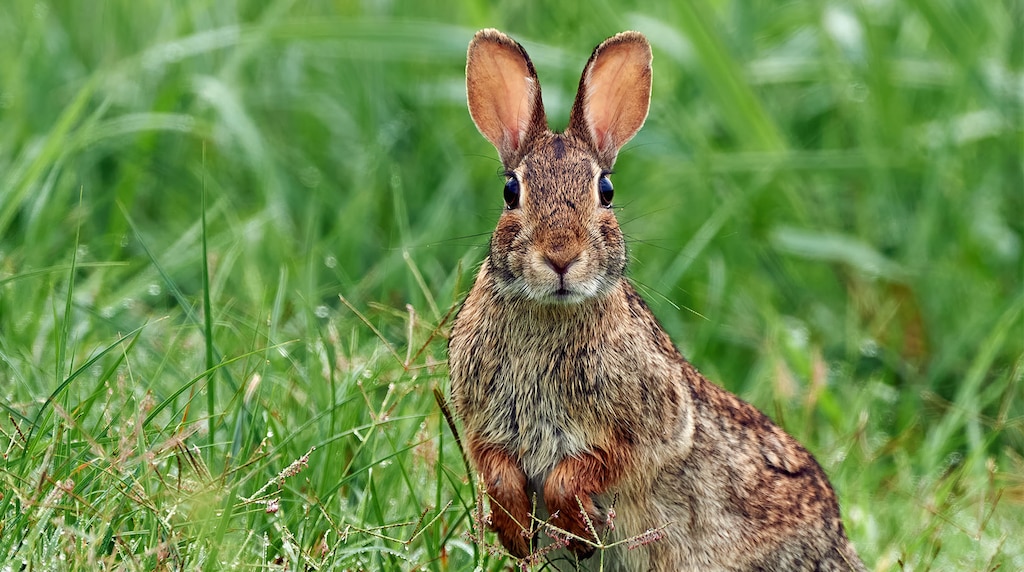 Rabbit facts | Mammals | BBC Earth