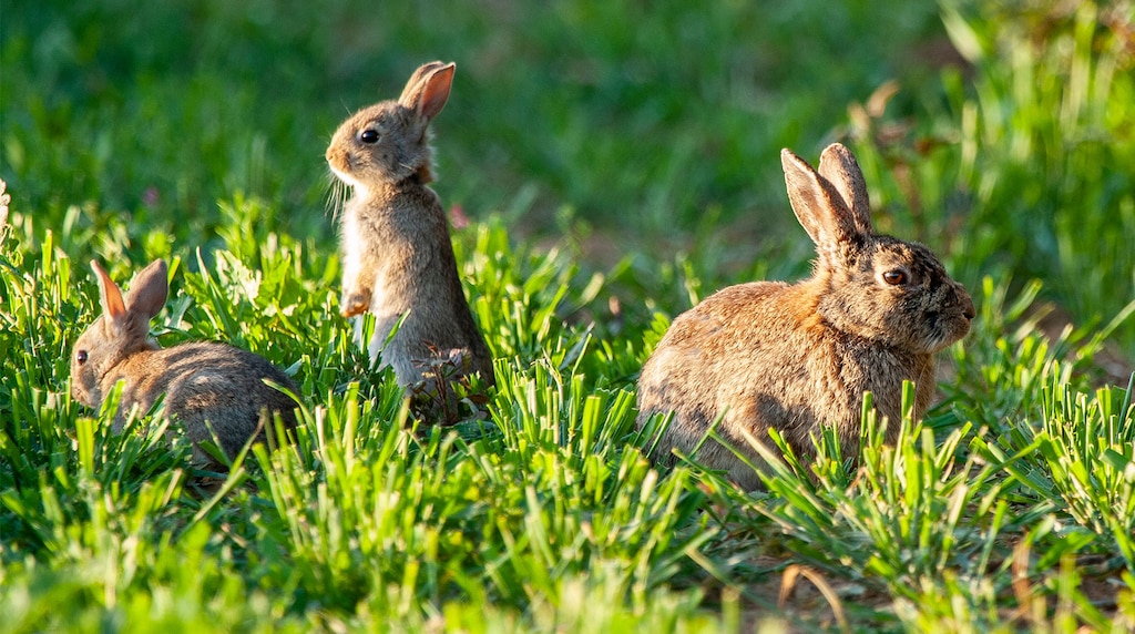 Rabbit facts | Mammals | BBC Earth