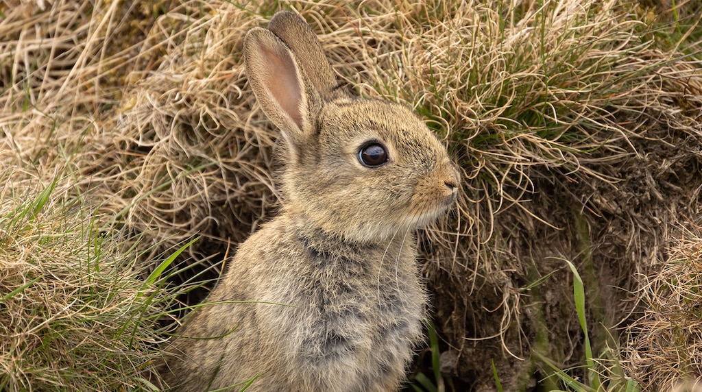 Rabbit facts | Mammals | BBC Earth