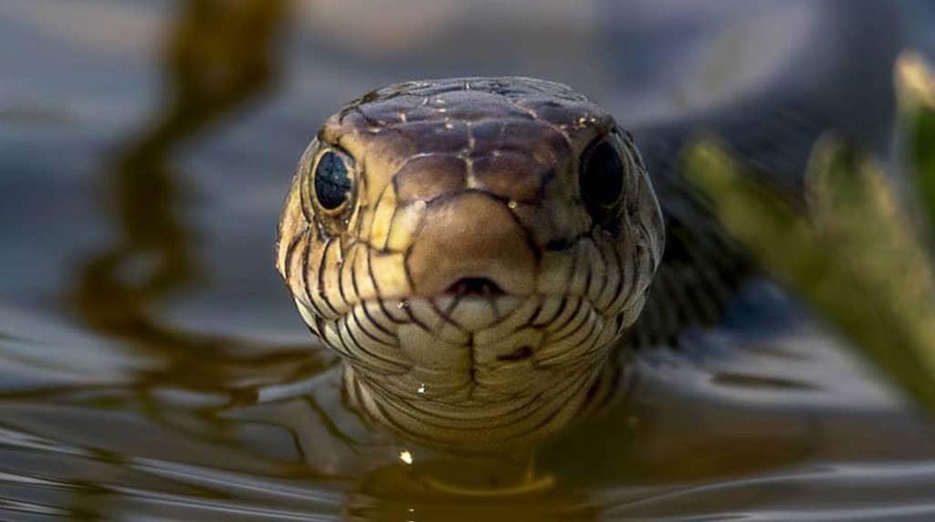 Snake facts | Amphibians & Reptiles | BBC Earth