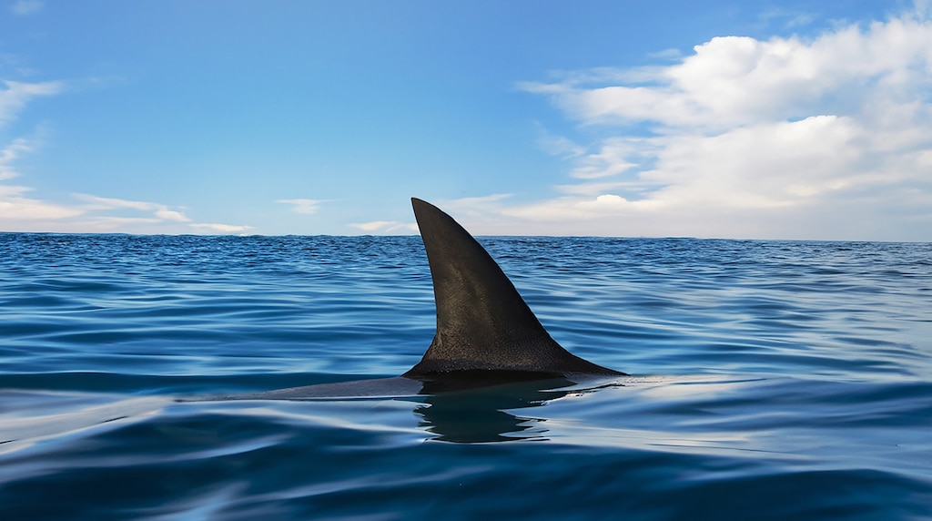 Shark Facts | Fish | BBC Earth