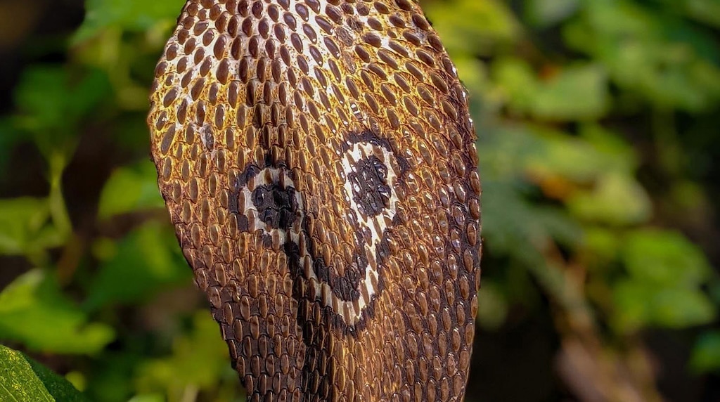 Snake facts | Amphibians & Reptiles | BBC Earth