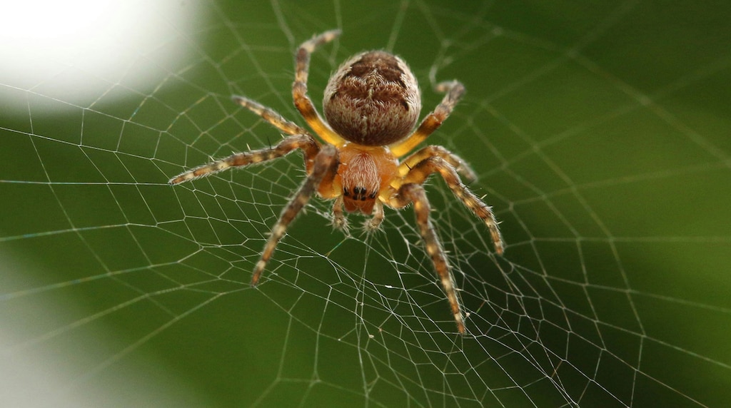Spider facts | Insects & Arachnids | BBC Earth