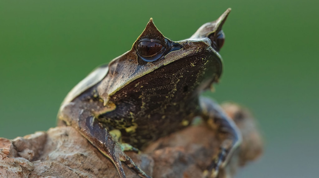 Frog Facts | Amphibians & Reptiles | BBC Earth