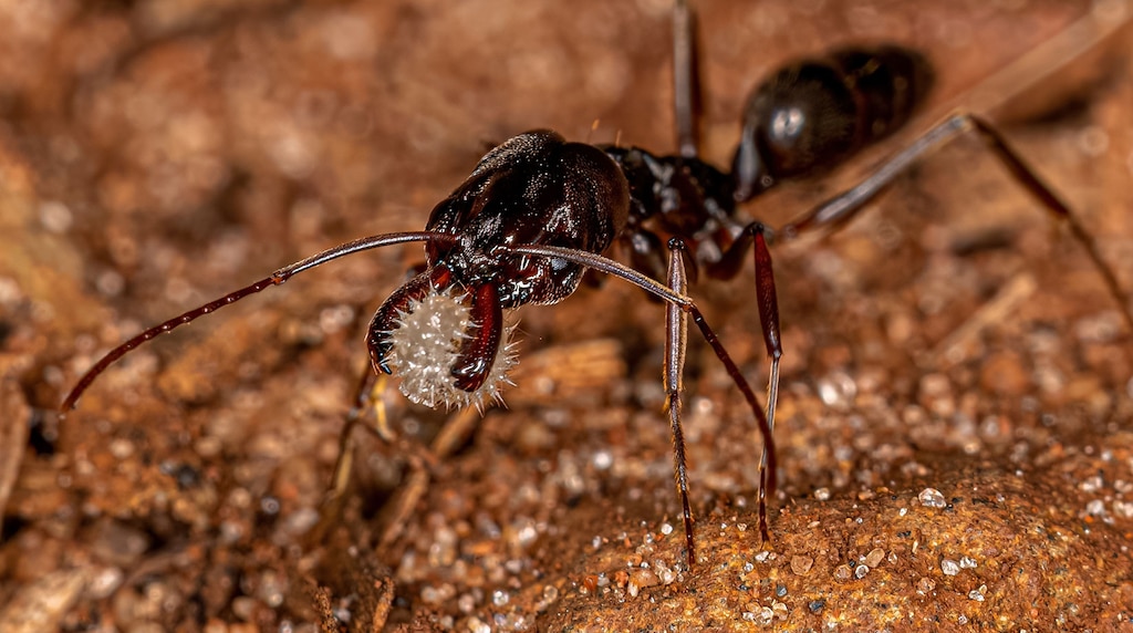 Ant Facts | Insects & Arachnids | BBC Earth