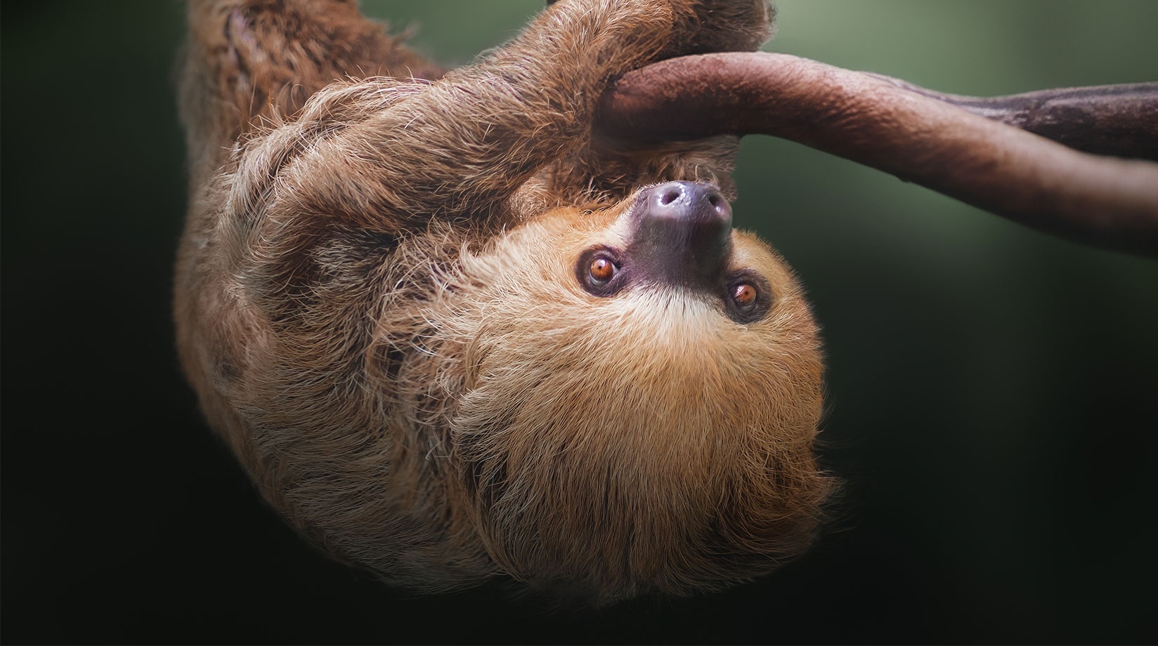 Do Sloths Have Tails