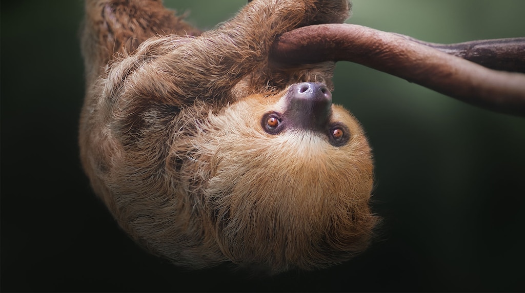 Sloth facts | Mammals | BBC Earth