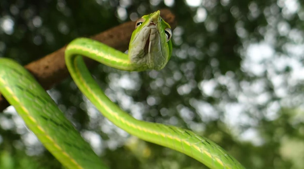 Snake facts | Amphibians & Reptiles | BBC Earth