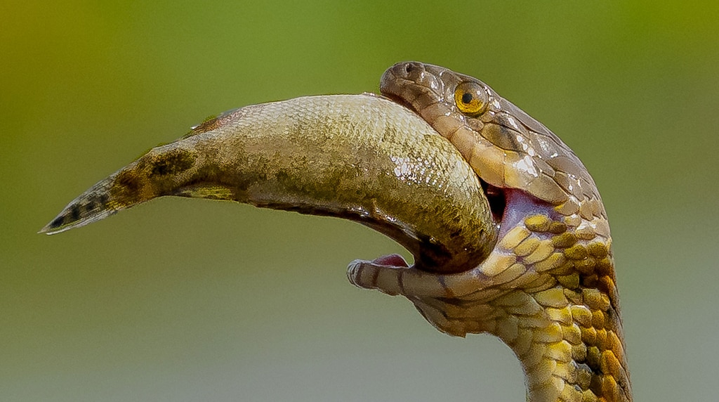 Snake facts | Amphibians & Reptiles | BBC Earth